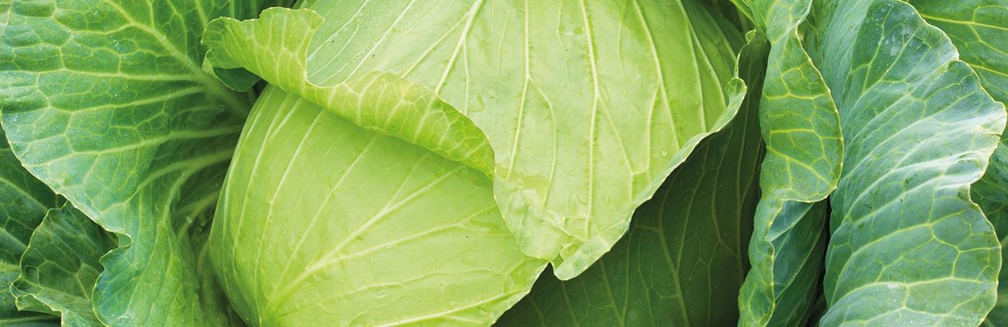 Insecticides Fmc Uk